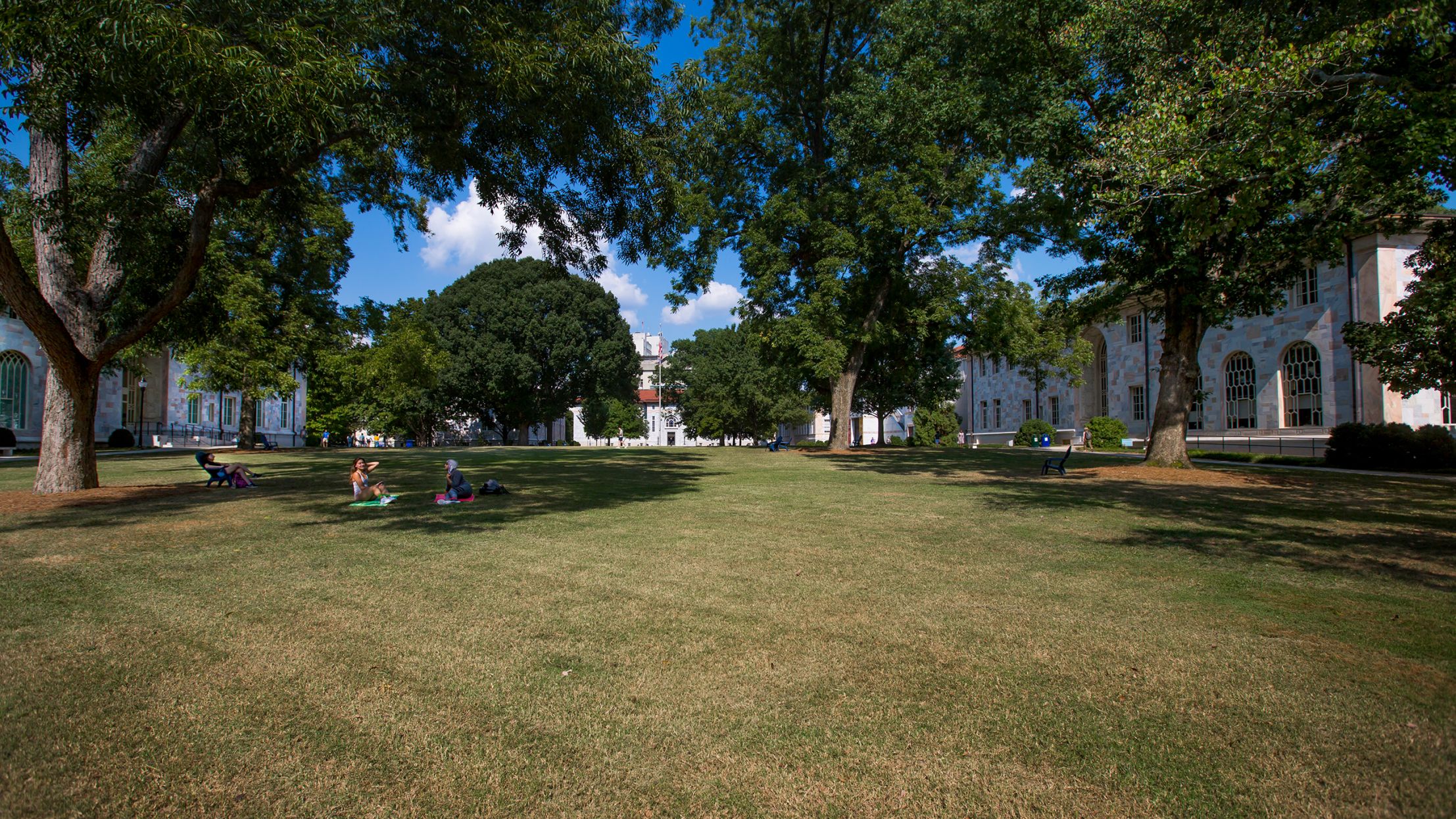 The Trees in the Forest