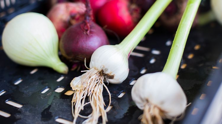 Emory Magazine: Our Sustainable Future: Food