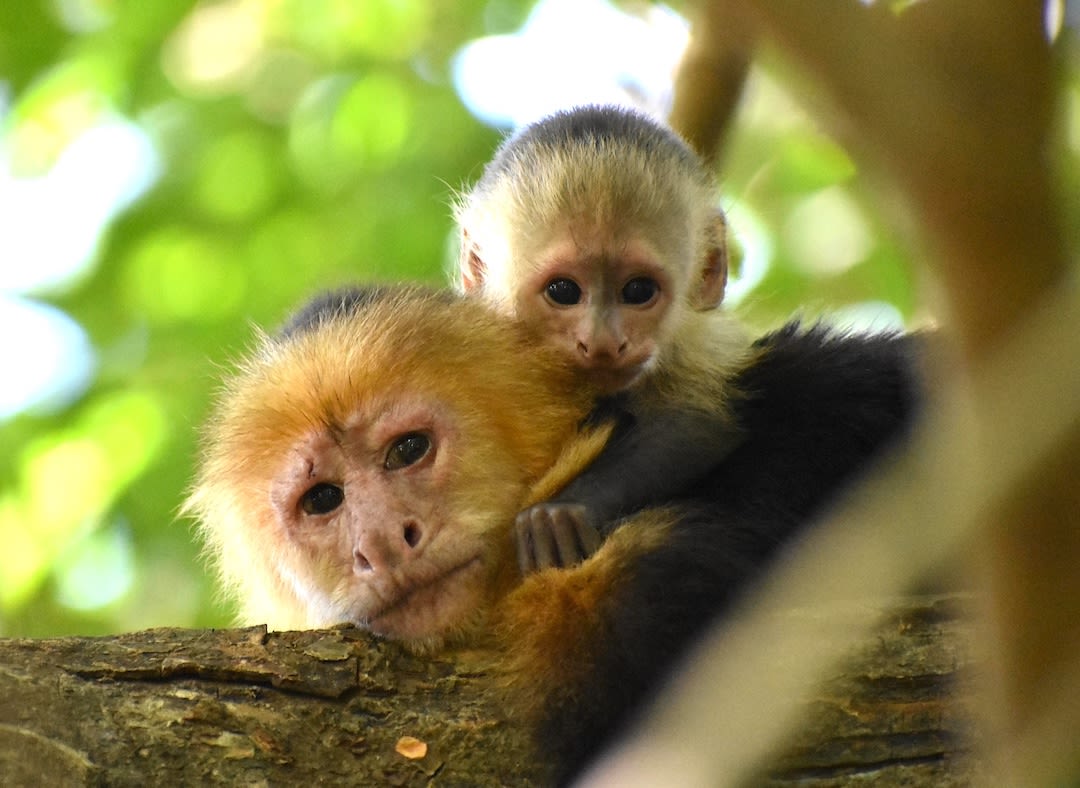 High Temperatures Dampen Immune Systems of Wild Capuchins