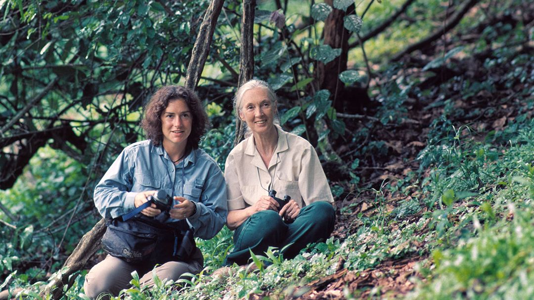 Emory scientists continue Jane Goodall's legacy