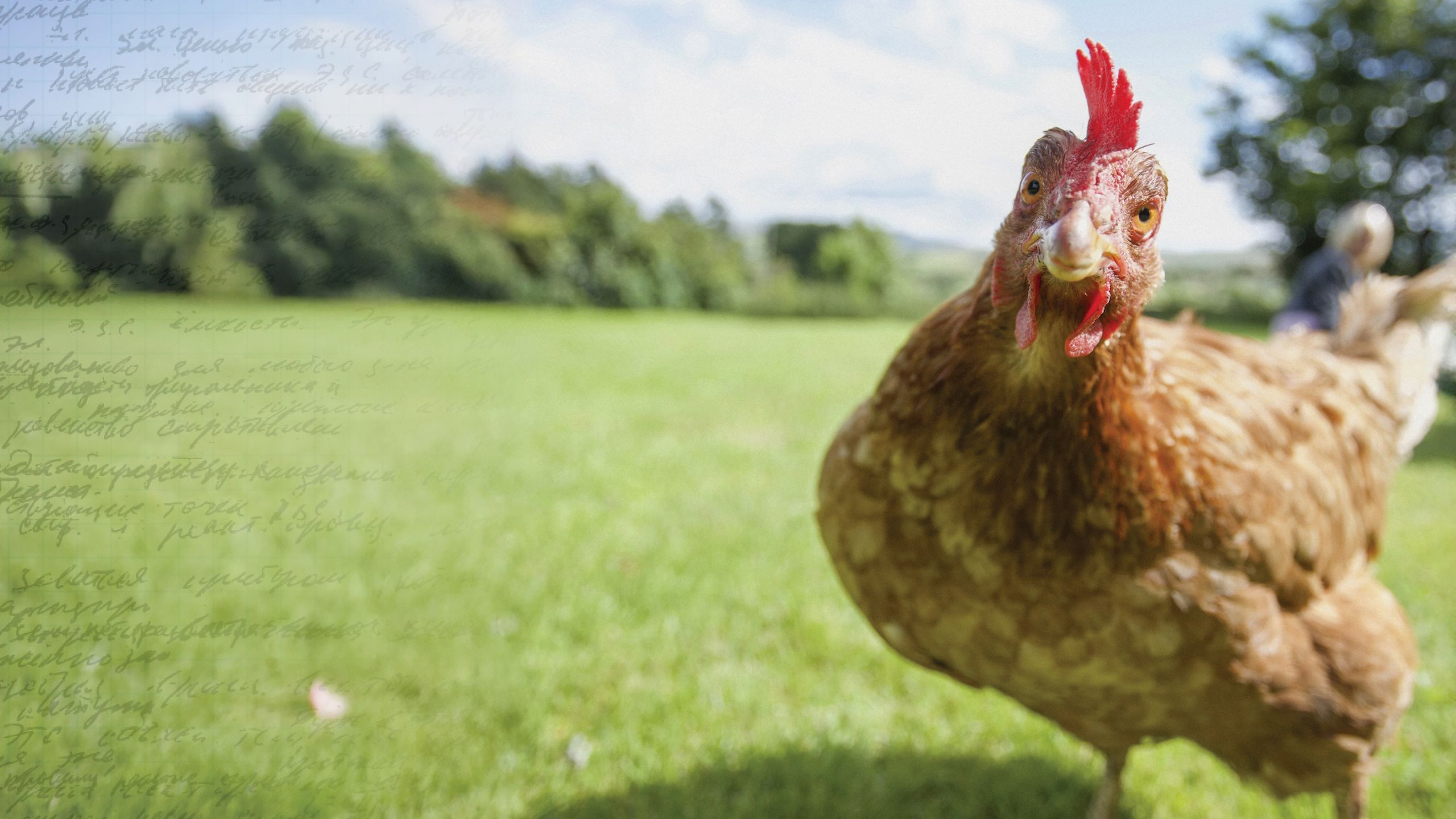 The CHICKEN Came First