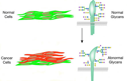 Cancer glycomics grants: Hitting the sweet spot | Emory University ...