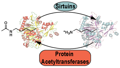 New control target for cancer metabolism: acetylation