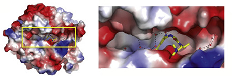 Anticancer drug discovery: structures of KDM5 histone demethylase ...