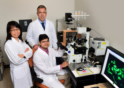 Space station will host stem cells for heart research